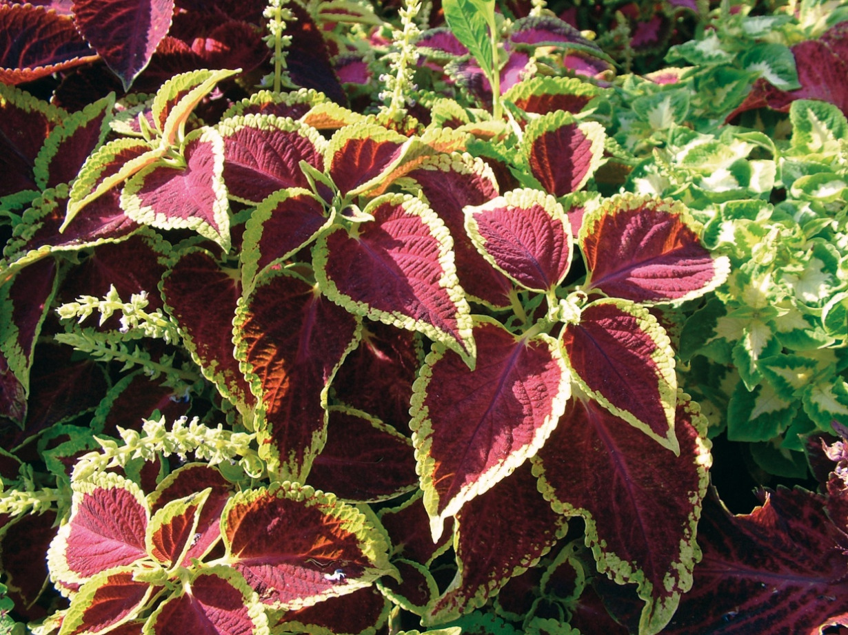 margenis - Visuotinė lietuvių enciklopedija