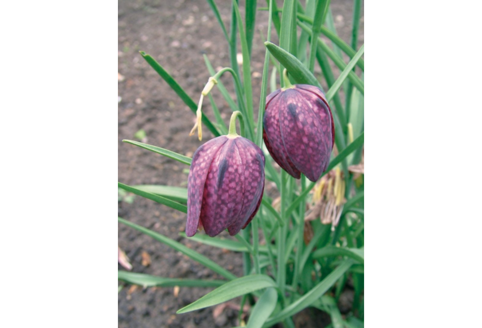 margutė - Visuotinė lietuvių enciklopedija