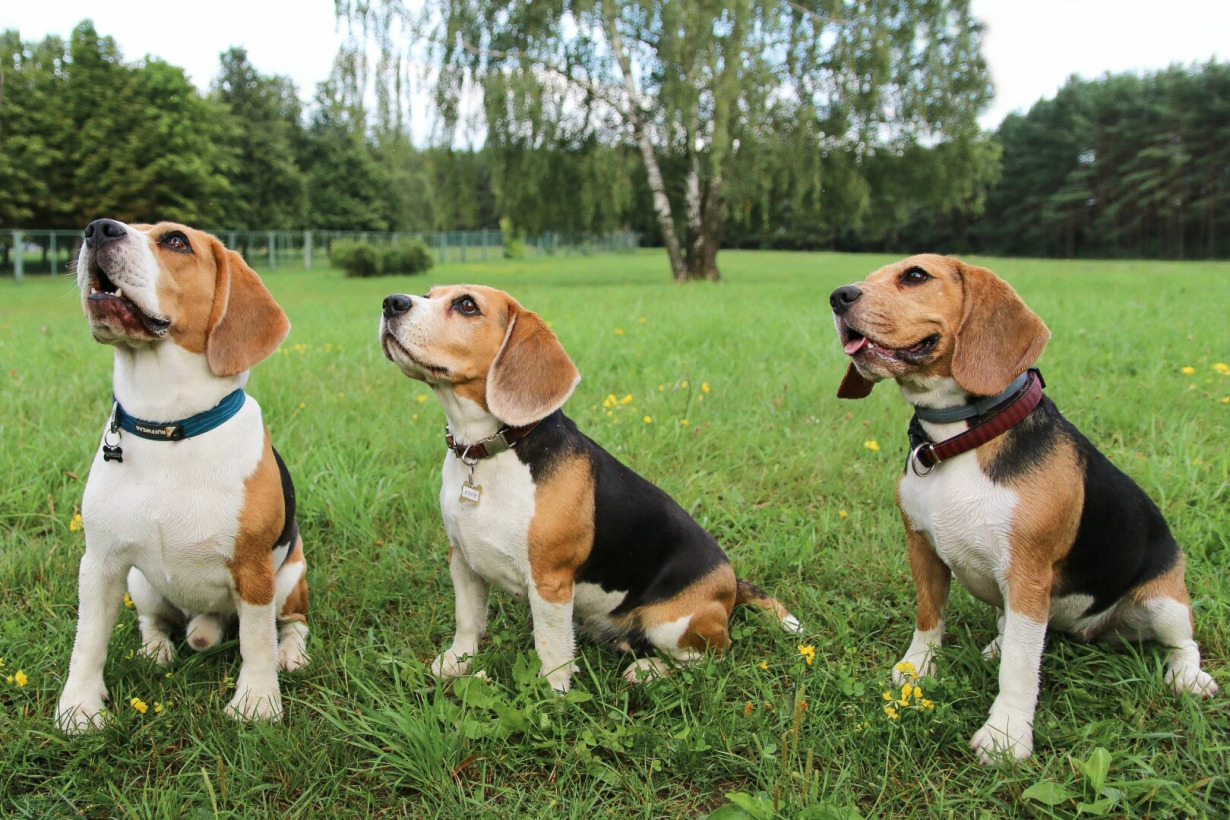 biglis - Visuotinė lietuvių enciklopedija