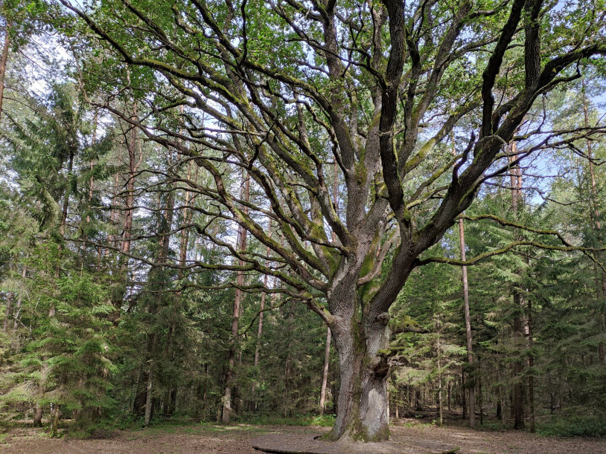 Grybiškių ąžuolas - Visuotinė lietuvių enciklopedija