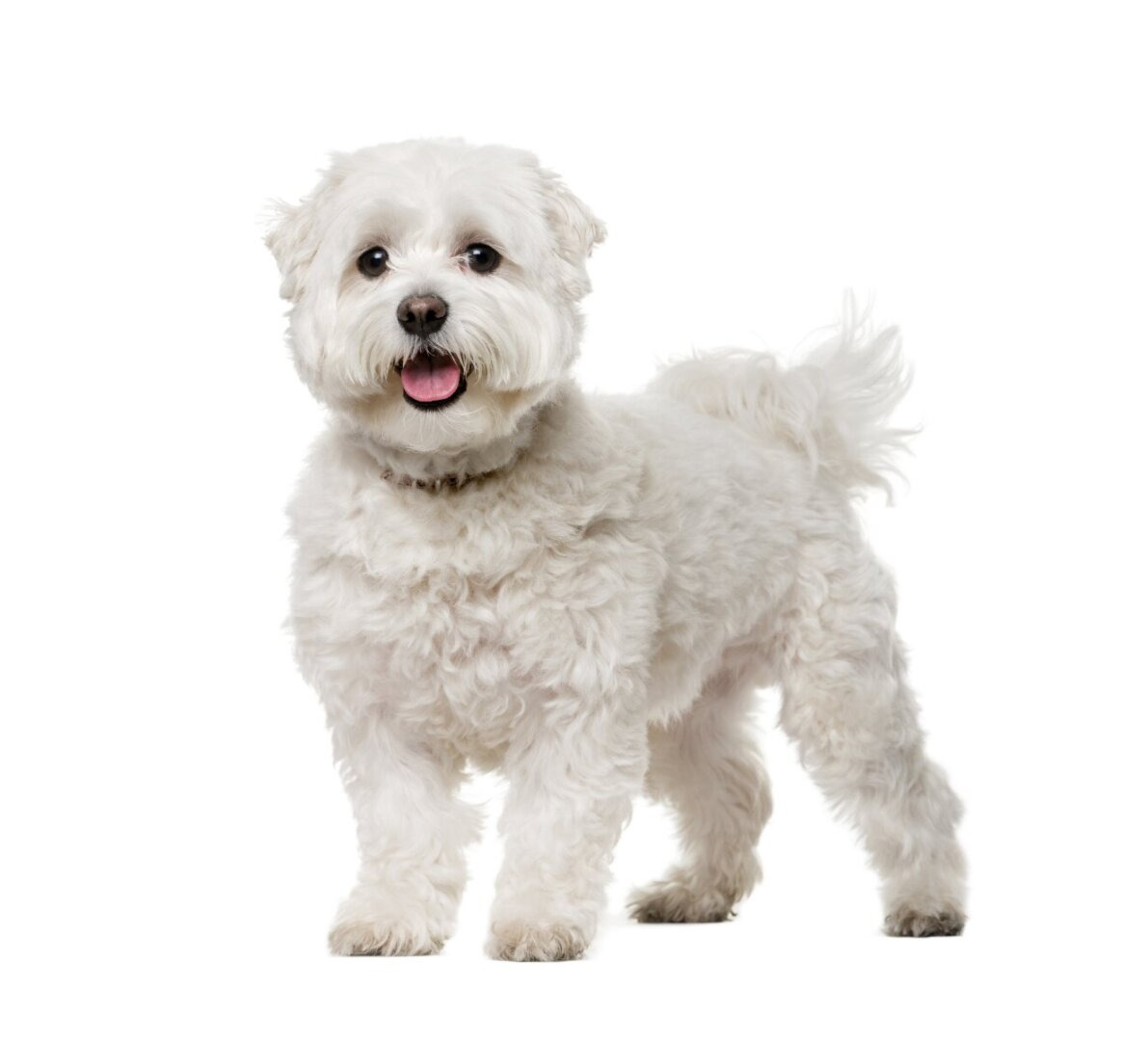 Maltos bišonas - Visuotinė lietuvių enciklopedija