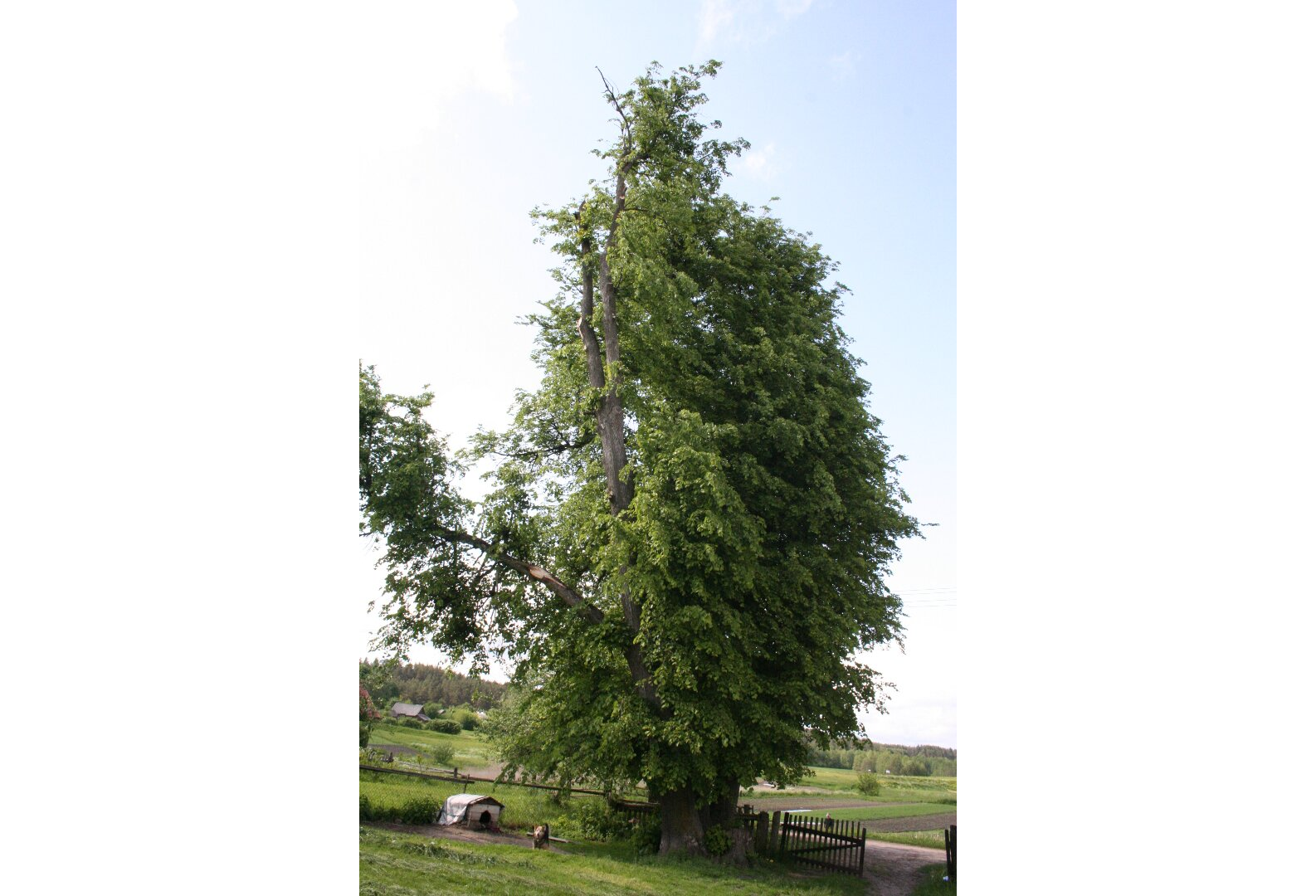 Lietuvio liepa - Visuotinė lietuvių enciklopedija