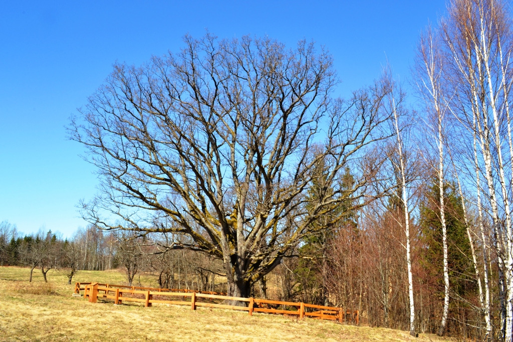 Genių ąžuolas - Visuotinė lietuvių enciklopedija