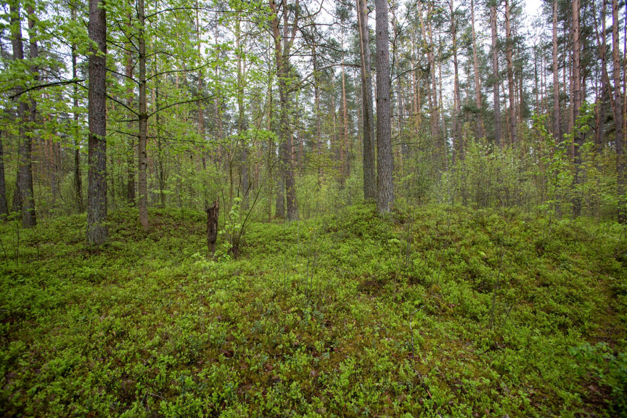 Ignalinos pilkapynas - Visuotinė lietuvių enciklopedija