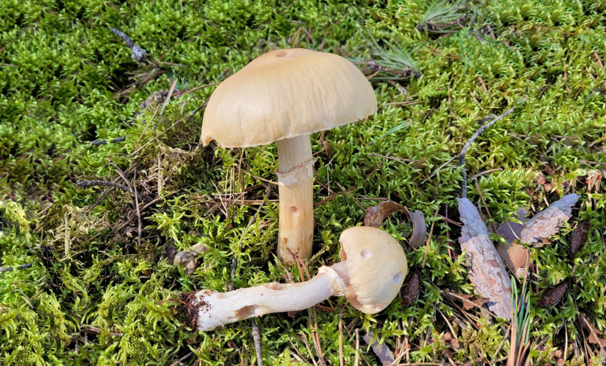 gudukas - Visuotinė lietuvių enciklopedija