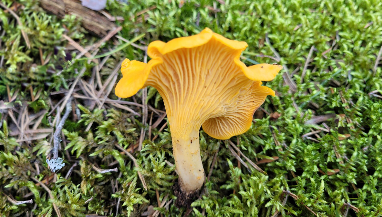 voveraitė - Visuotinė lietuvių enciklopedija