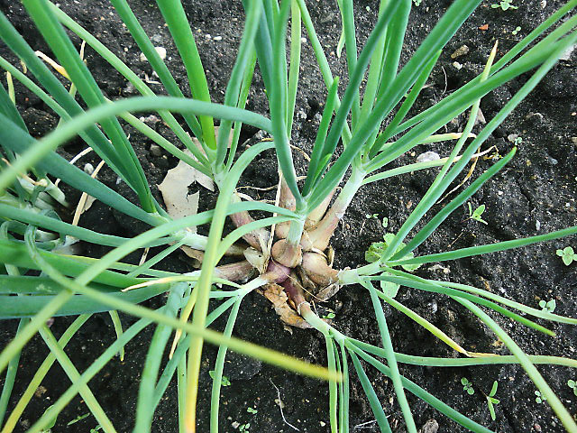 daugiagalviai svogūnai - Visuotinė lietuvių enciklopedija