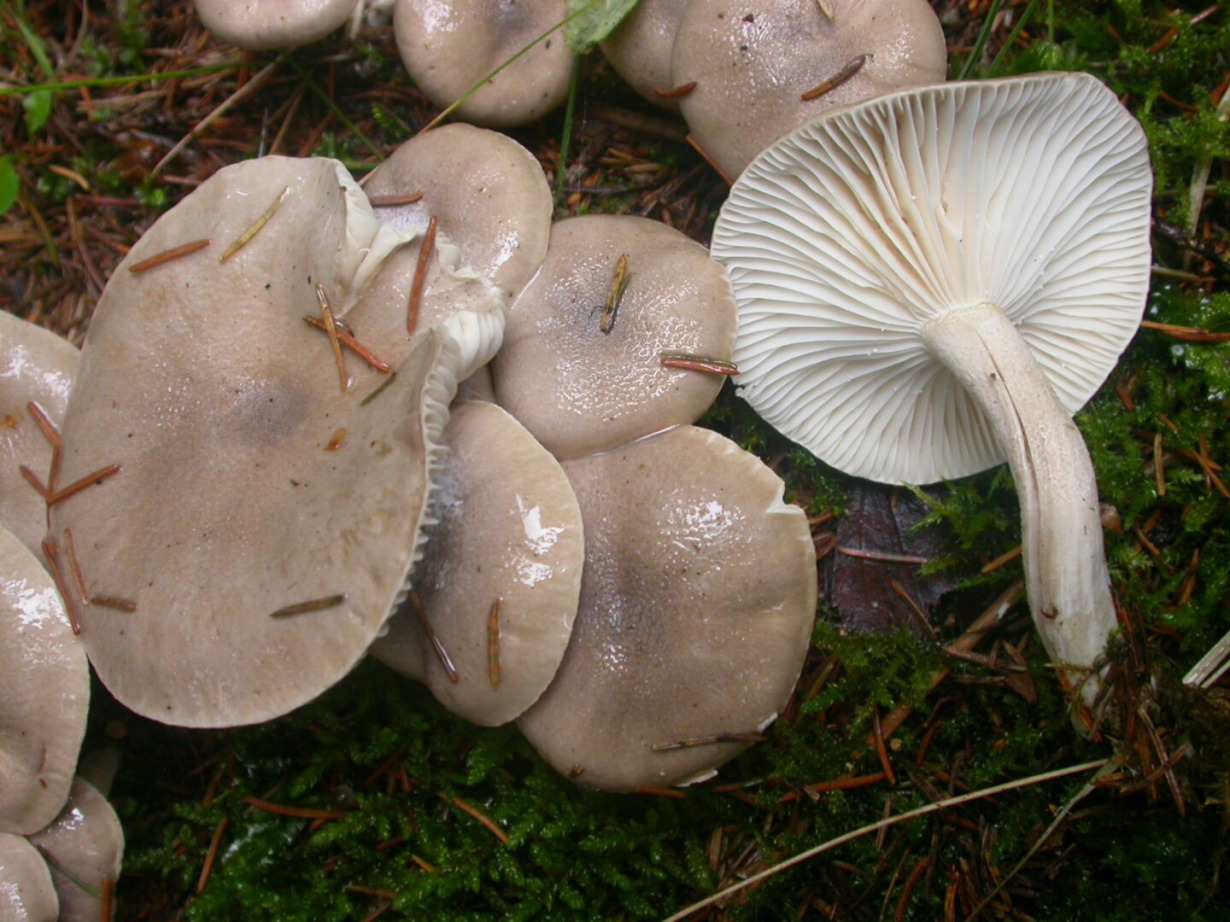 guotė - Visuotinė lietuvių enciklopedija