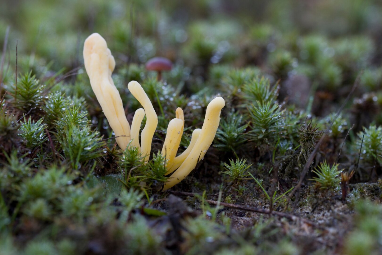 žagarūnas - Visuotinė lietuvių enciklopedija