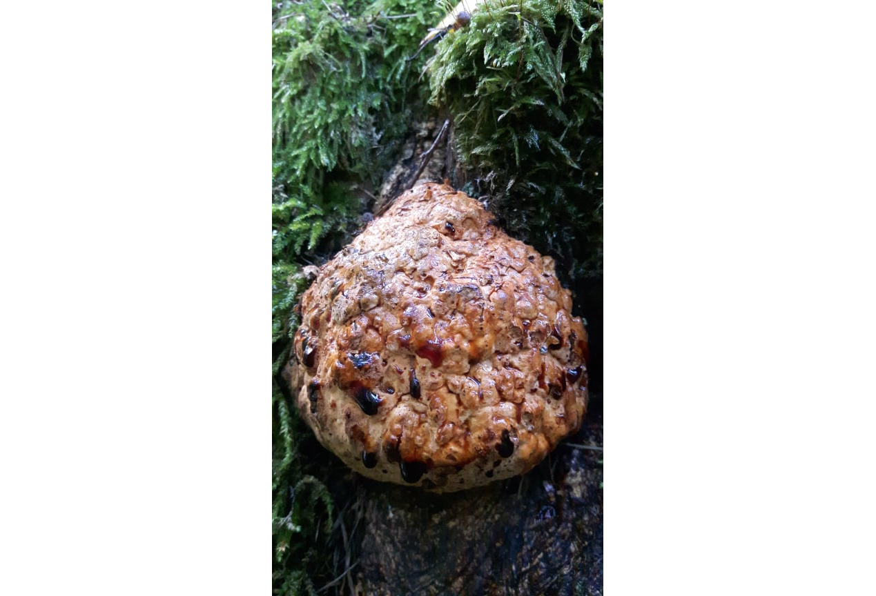 skylenis - Visuotinė lietuvių enciklopedija