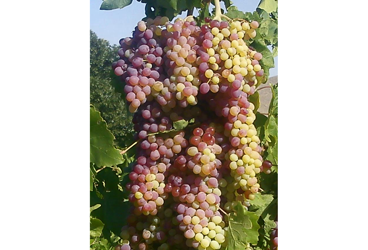 vynuogė - Visuotinė lietuvių enciklopedija