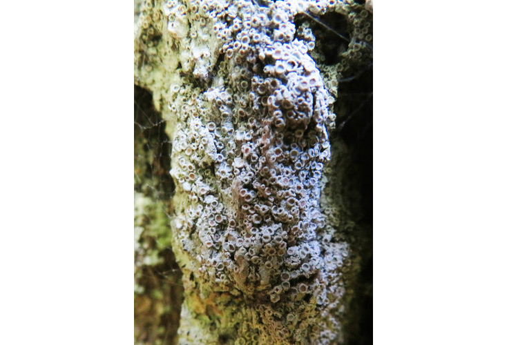 gialekta - Visuotinė lietuvių enciklopedija