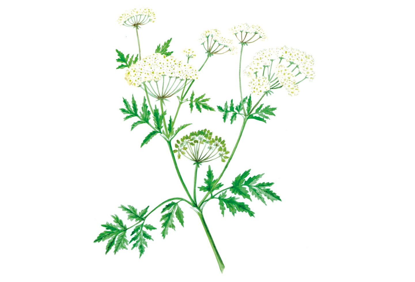 mauda - Visuotinė lietuvių enciklopedija