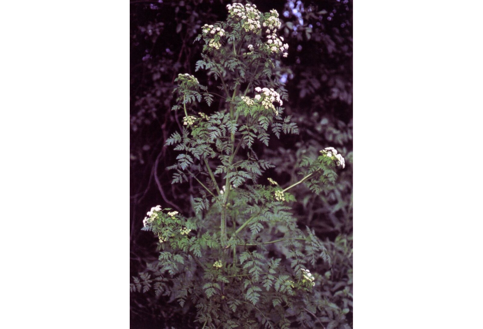 mauda - Visuotinė lietuvių enciklopedija