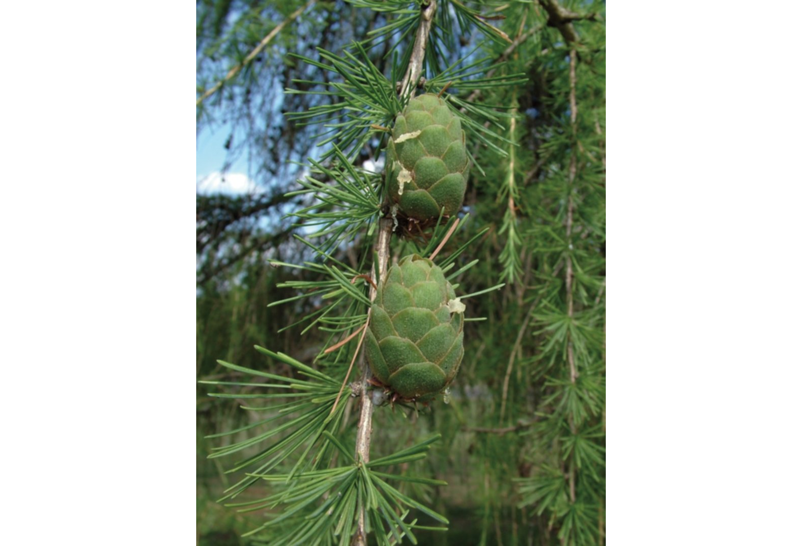 maumedis - Visuotinė lietuvių enciklopedija