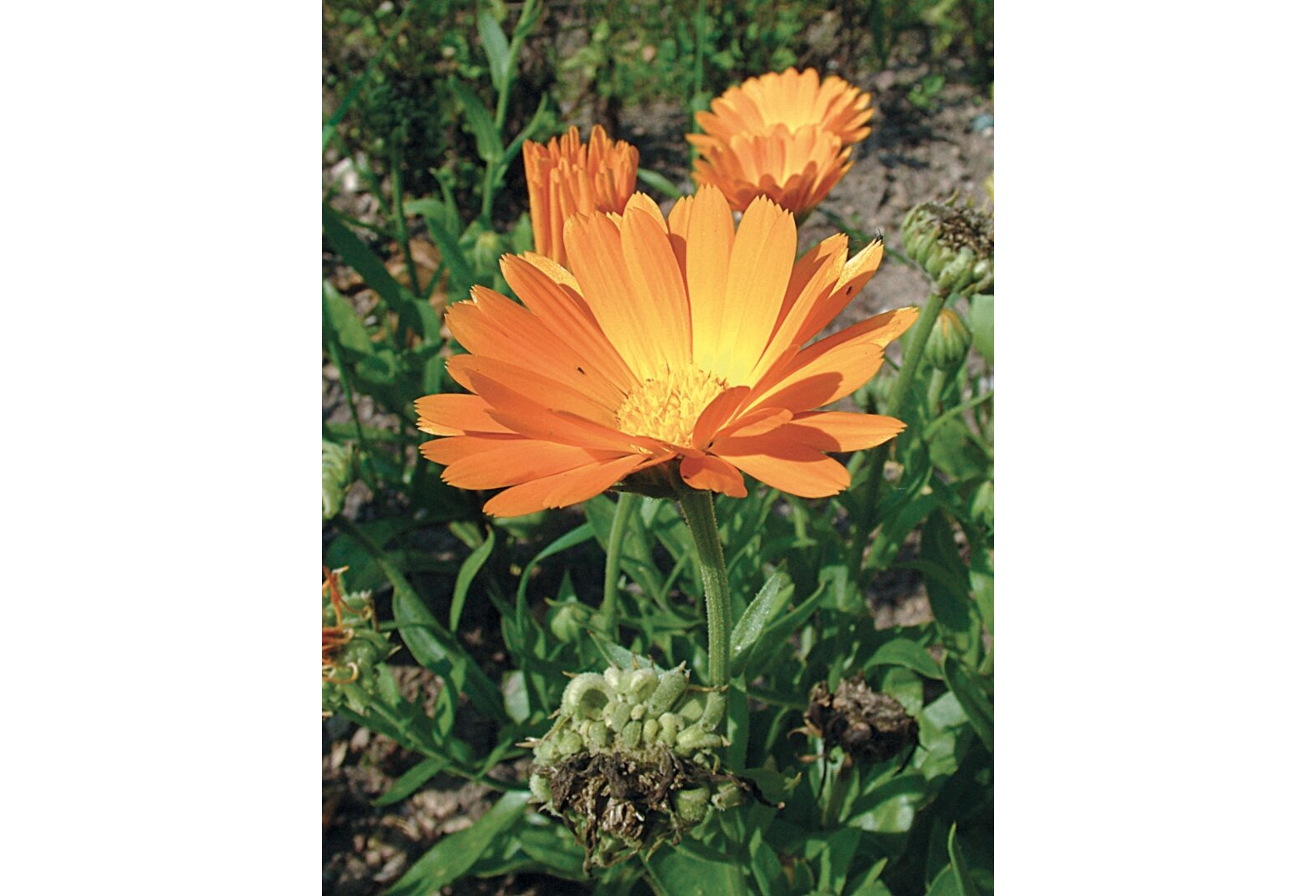 medetka - Visuotinė lietuvių enciklopedija