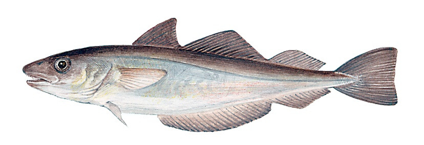 merlangas - Visuotinė lietuvių enciklopedija