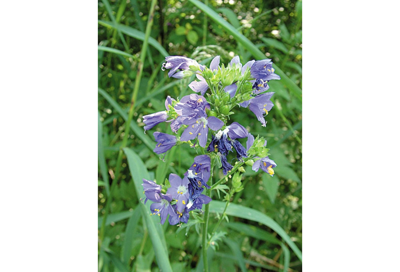 palemonas - Visuotinė lietuvių enciklopedija