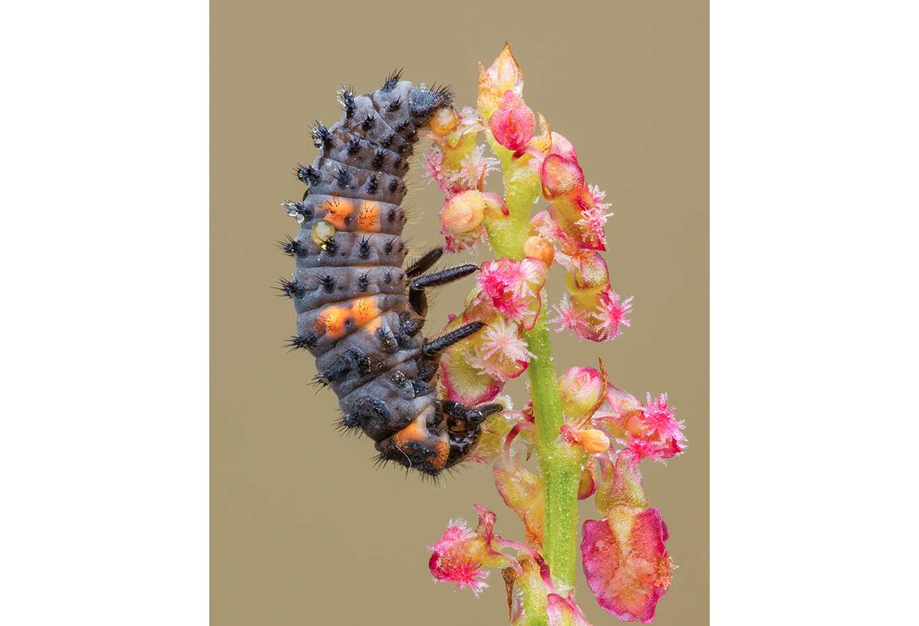 lerva - Visuotinė lietuvių enciklopedija