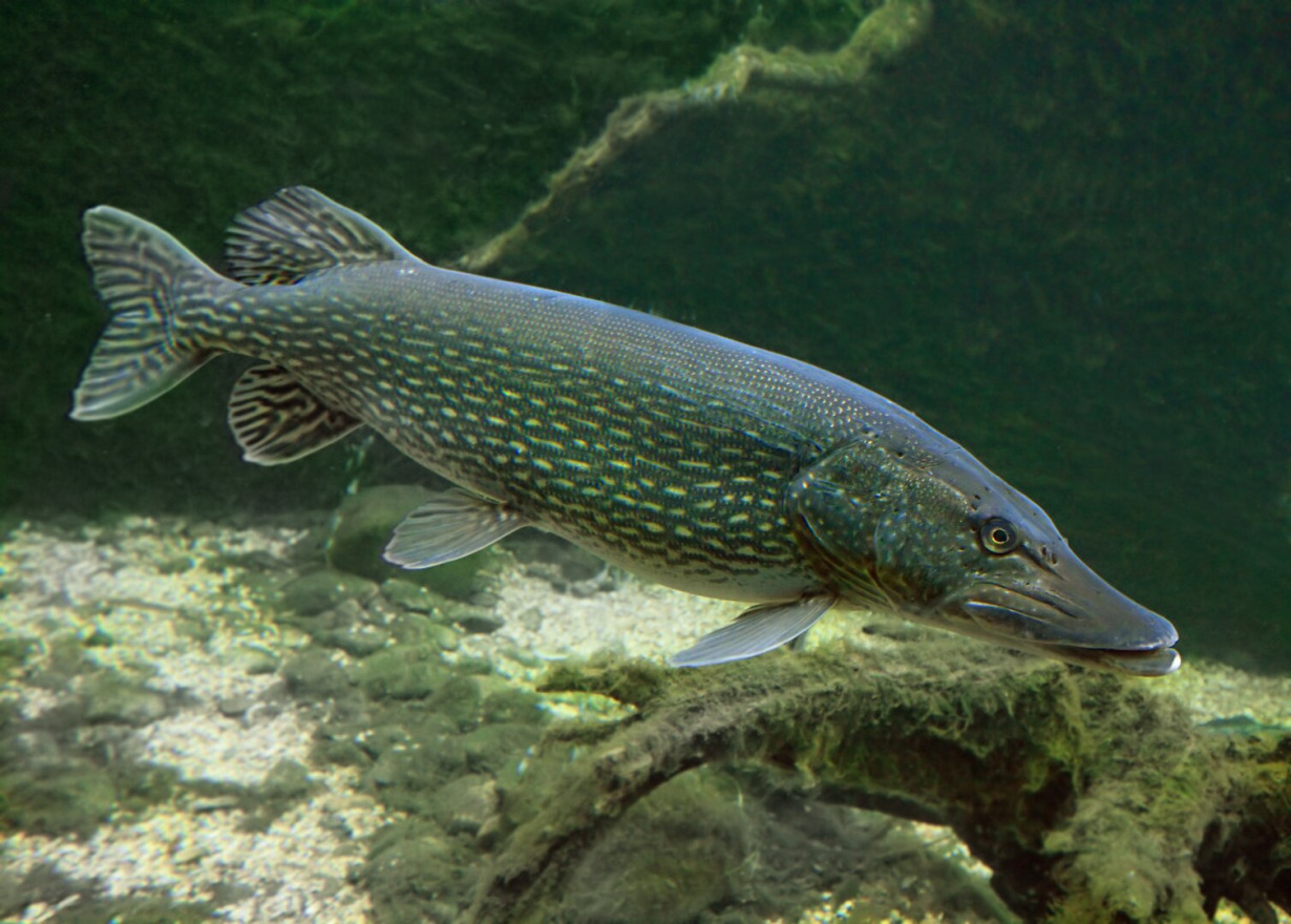 lydeka - Visuotinė lietuvių enciklopedija