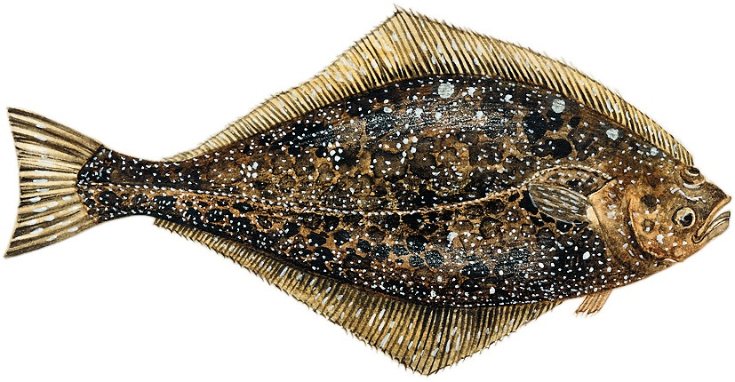 paltusai - Visuotinė lietuvių enciklopedija