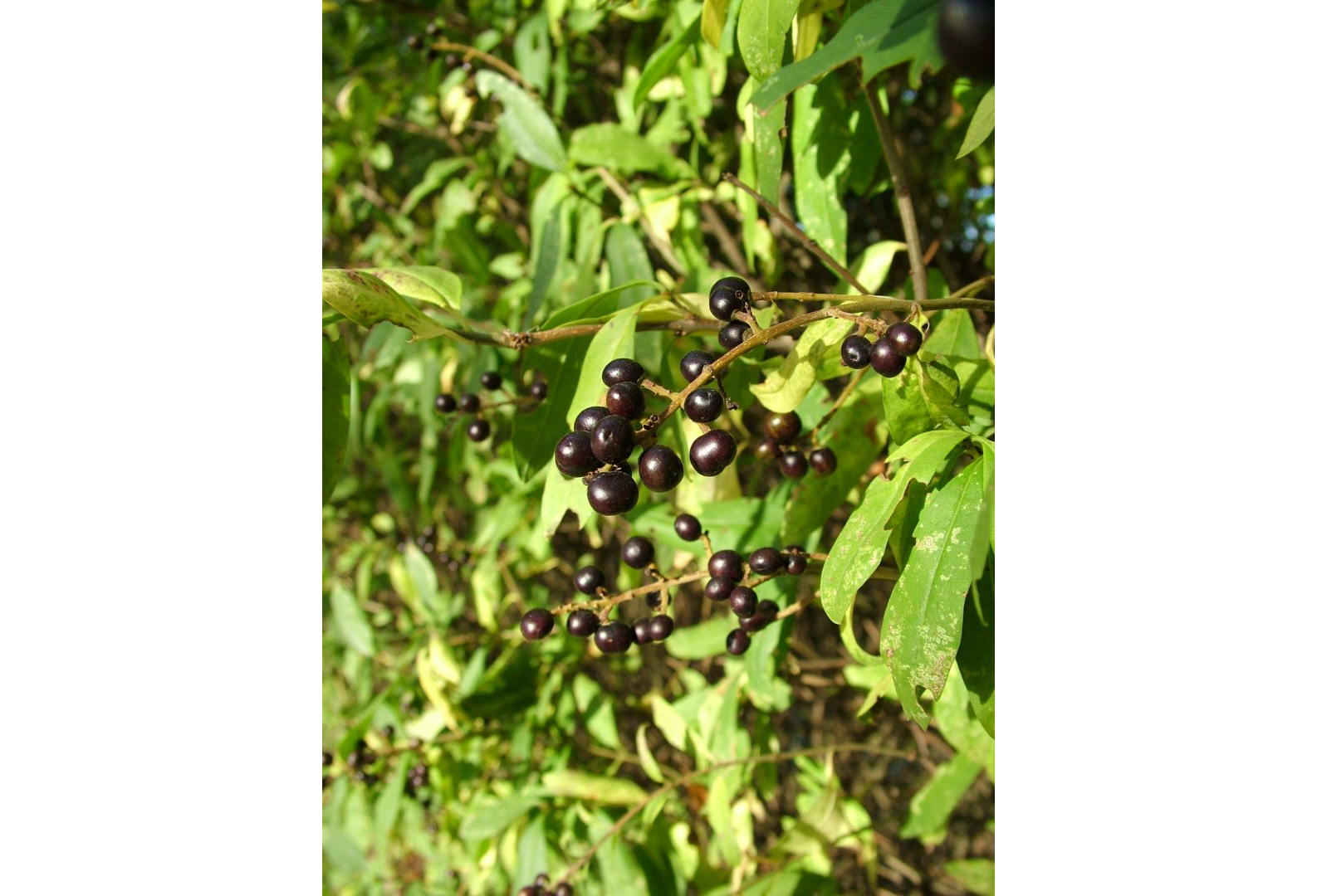 ligustras - Visuotinė lietuvių enciklopedija