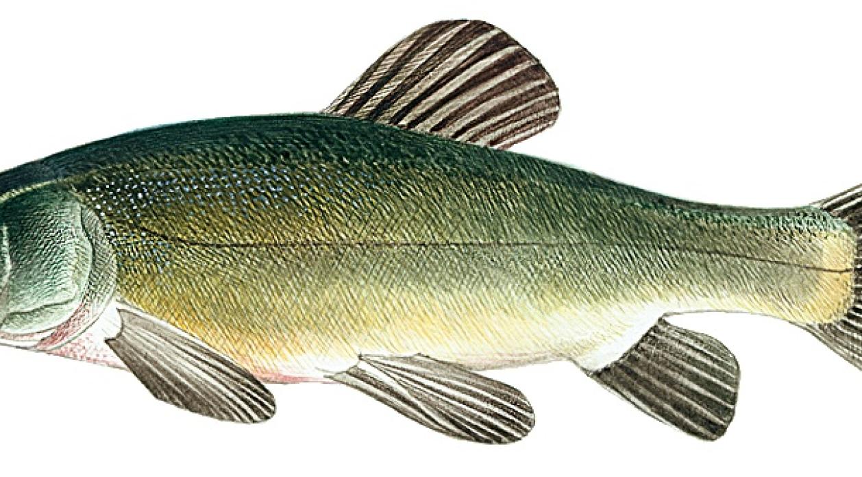 Titulinis - Visuotinė lietuvių enciklopedija