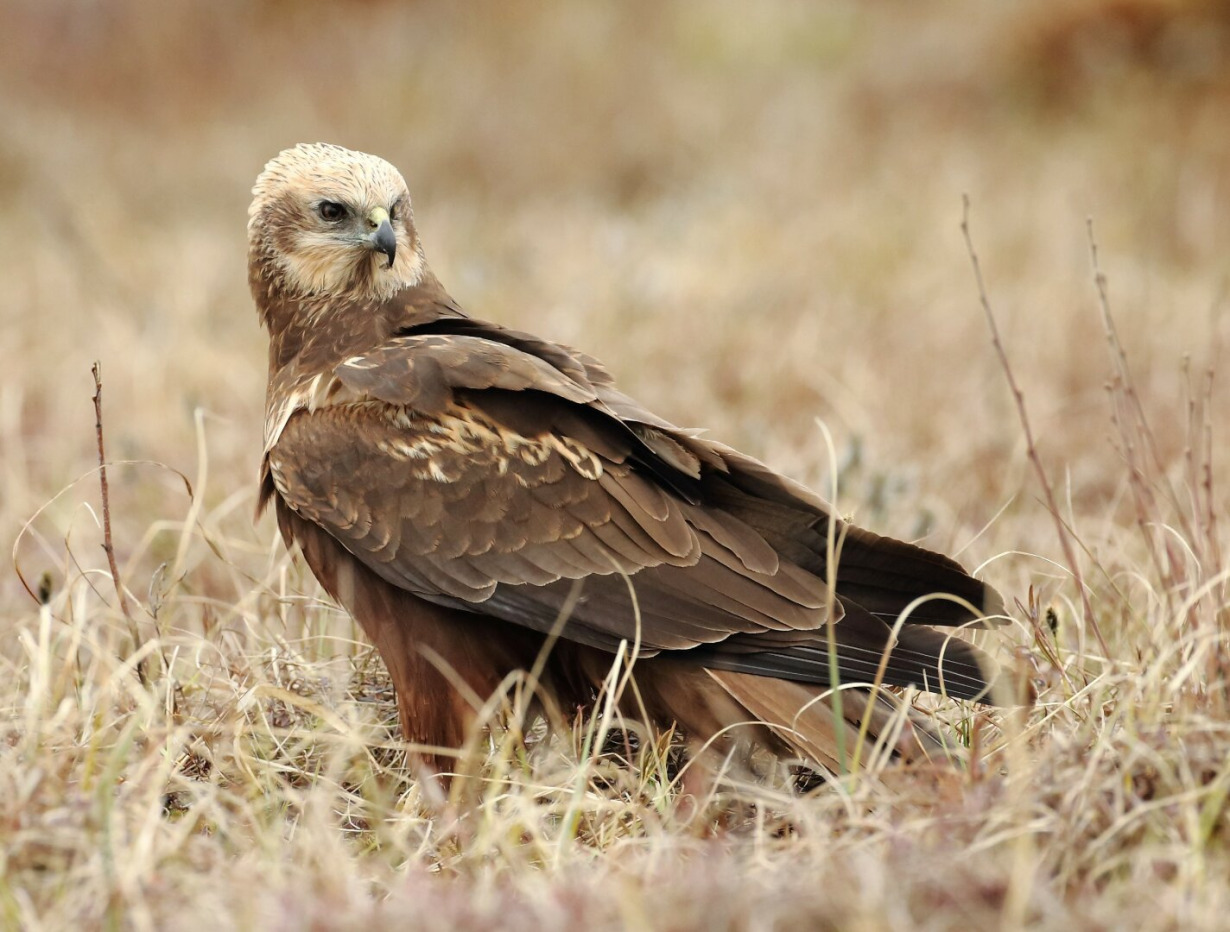 lingės - Visuotinė lietuvių enciklopedija