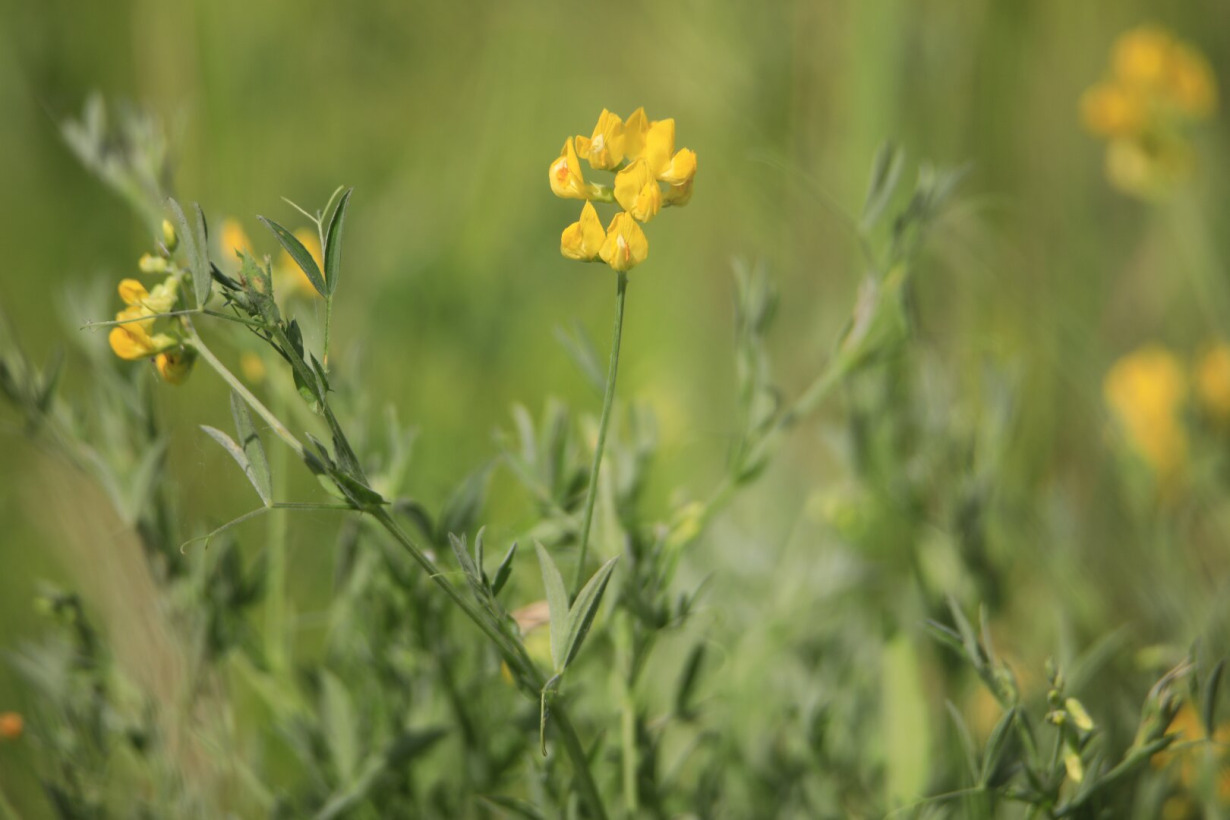 liucerna - Visuotinė lietuvių enciklopedija