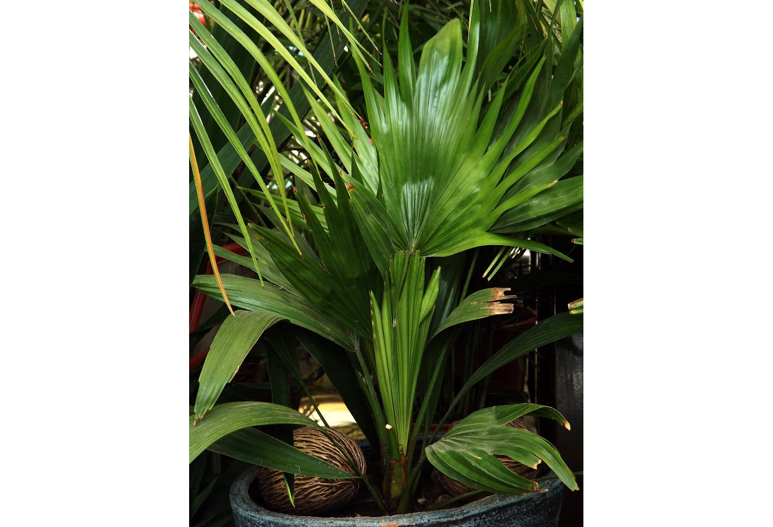 livistona - Visuotinė lietuvių enciklopedija