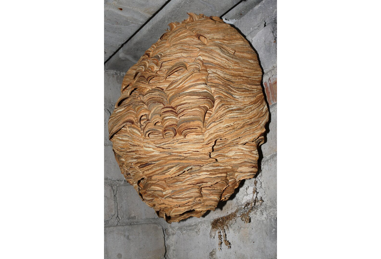 lizdas - Visuotinė lietuvių enciklopedija