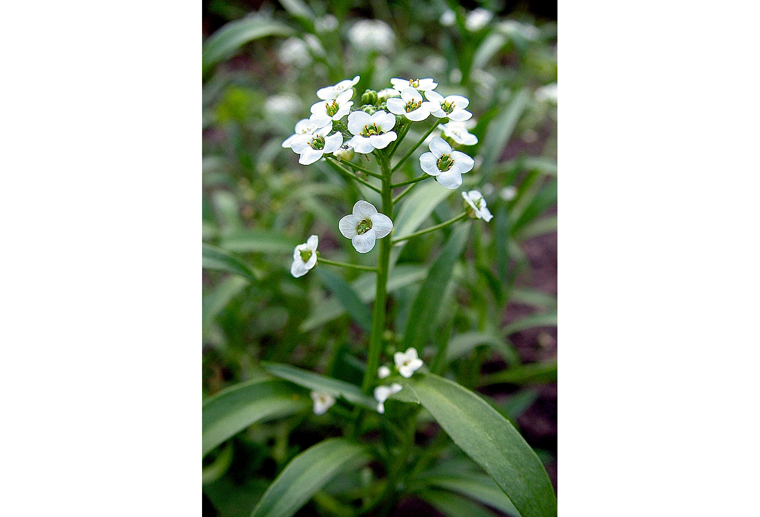 lobuliarija - Visuotinė lietuvių enciklopedija