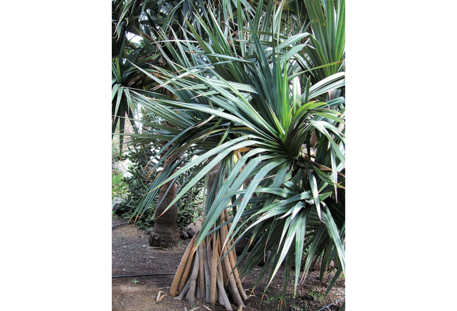 pandanas - Visuotinė lietuvių enciklopedija