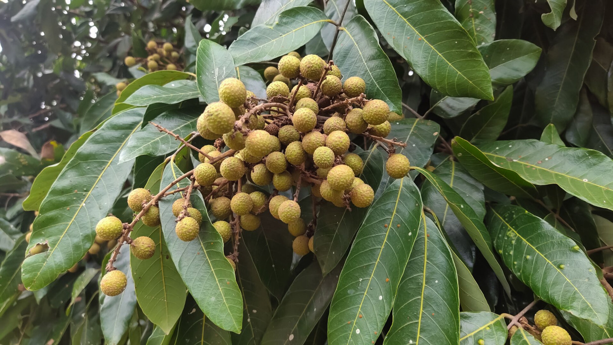 longanas - Visuotinė lietuvių enciklopedija
