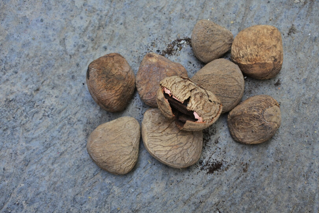 pangis - Visuotinė lietuvių enciklopedija