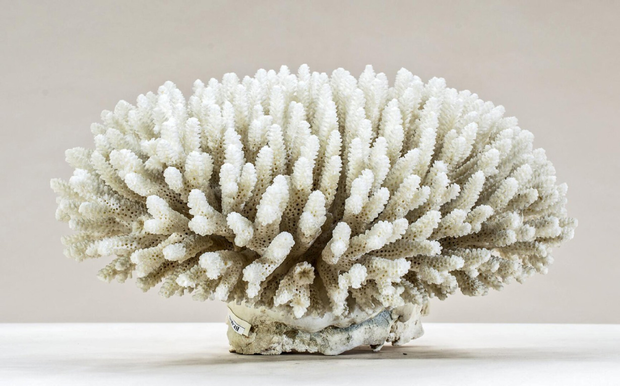 madreporiniai koralai - Visuotinė lietuvių enciklopedija