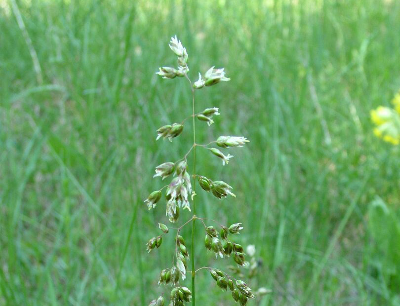 miglė - Visuotinė lietuvių enciklopedija