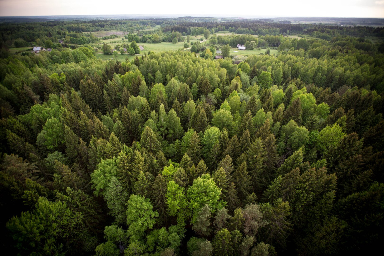 miškas - Visuotinė lietuvių enciklopedija