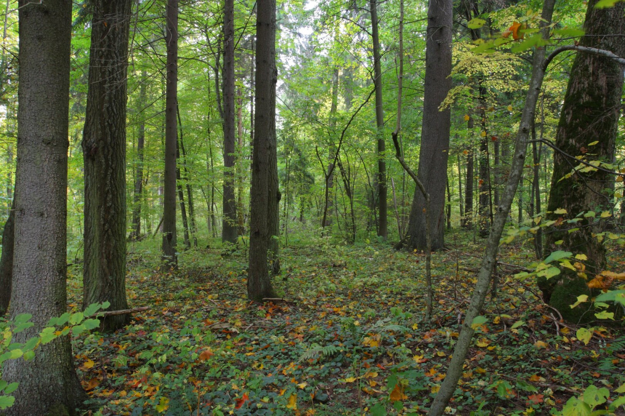 mišrieji miškai - Visuotinė lietuvių enciklopedija