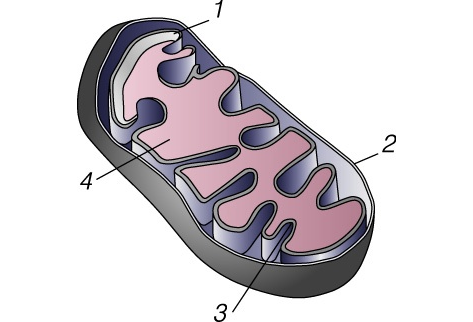 mitochondrijos - Visuotinė lietuvių enciklopedija