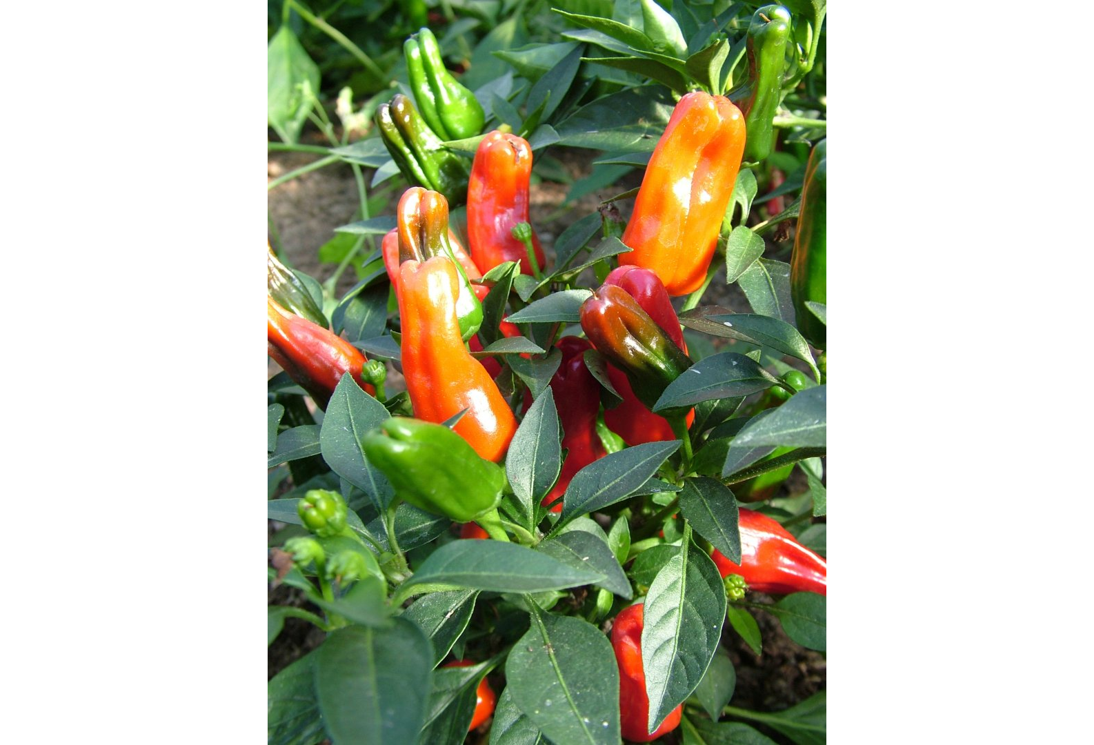 paprikos - Visuotinė lietuvių enciklopedija