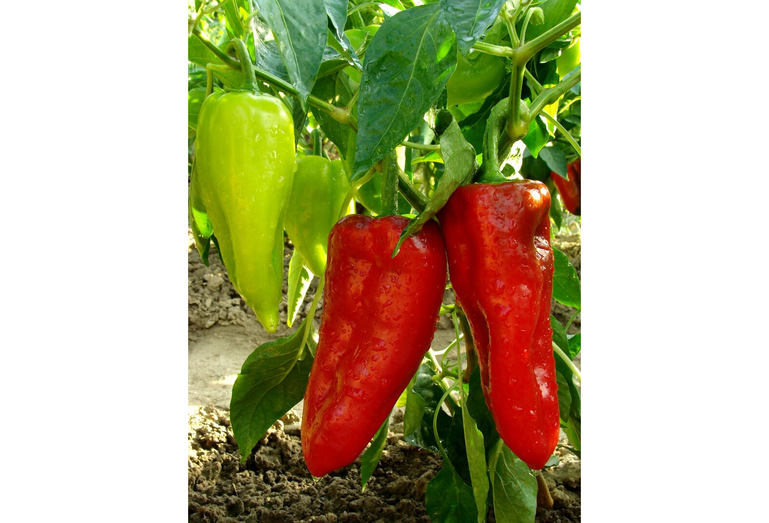 paprikos - Visuotinė lietuvių enciklopedija