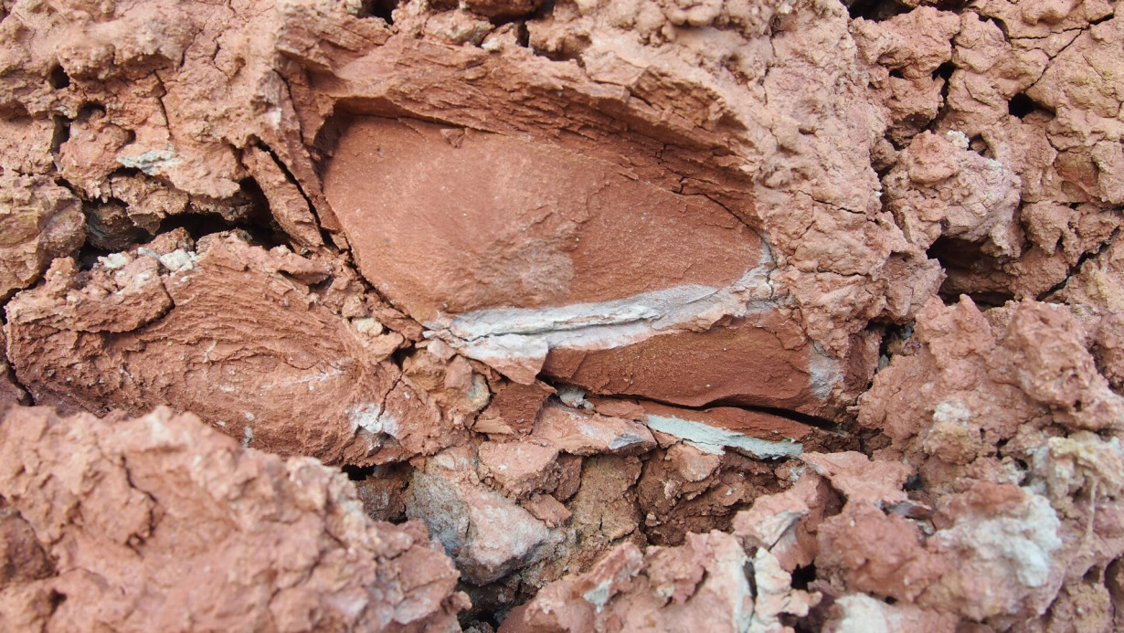 molis - Visuotinė lietuvių enciklopedija