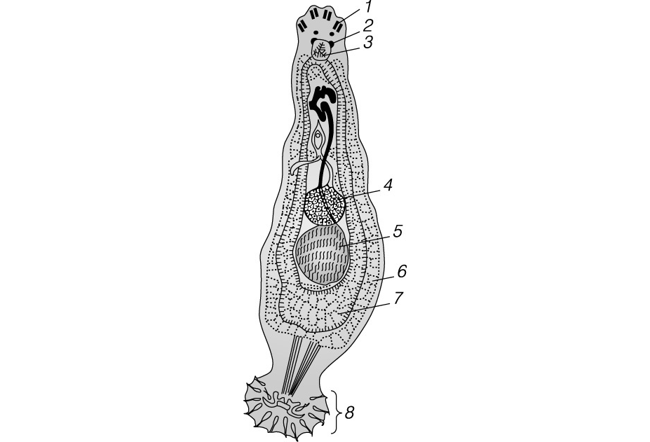 monogenėjos - Visuotinė lietuvių enciklopedija