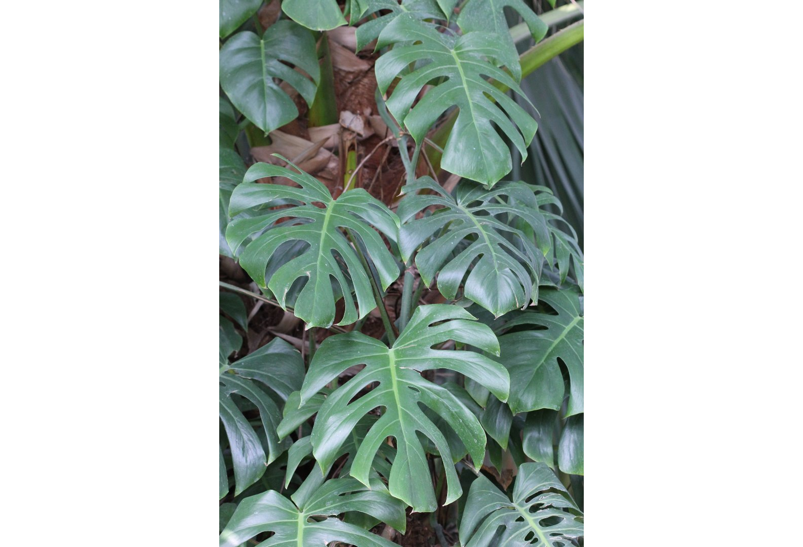 monstera - Visuotinė lietuvių enciklopedija