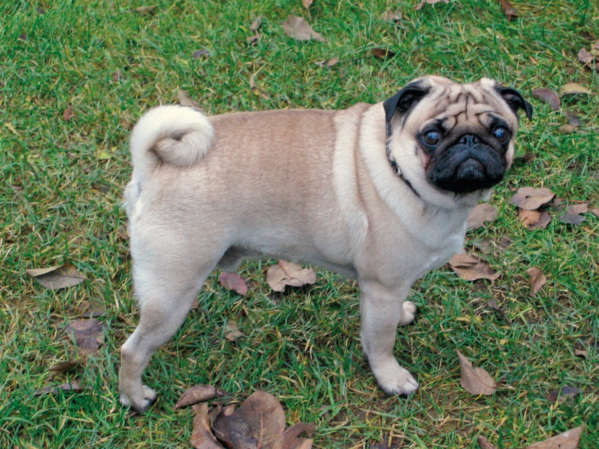 mopsai - Visuotinė lietuvių enciklopedija