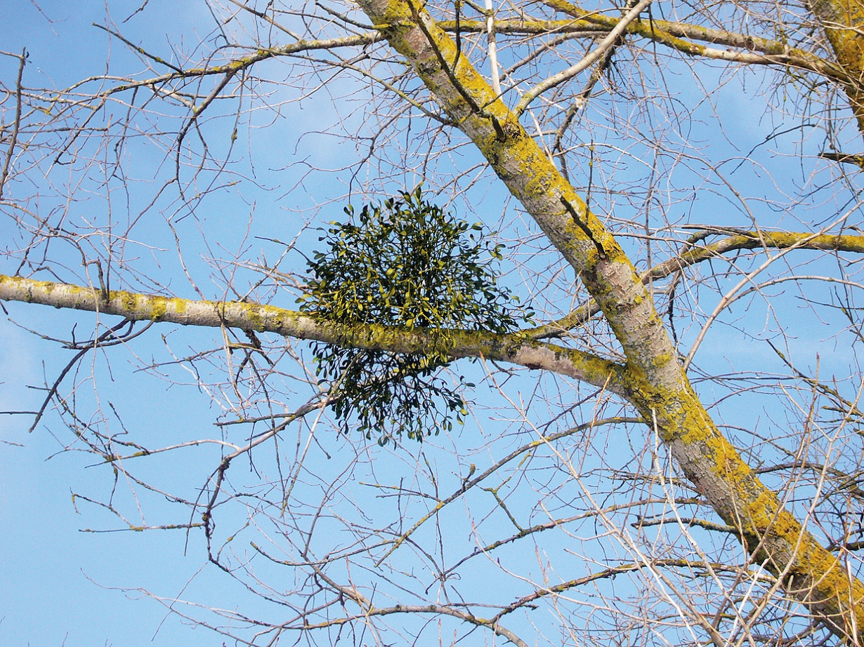 parazitiniai augalai - Visuotinė lietuvių enciklopedija