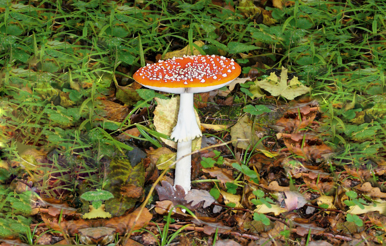 musmirė - Visuotinė lietuvių enciklopedija