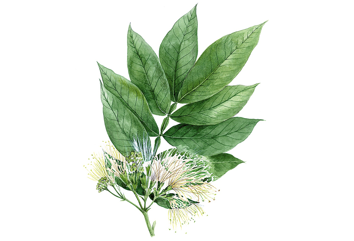 inga - Visuotinė lietuvių enciklopedija