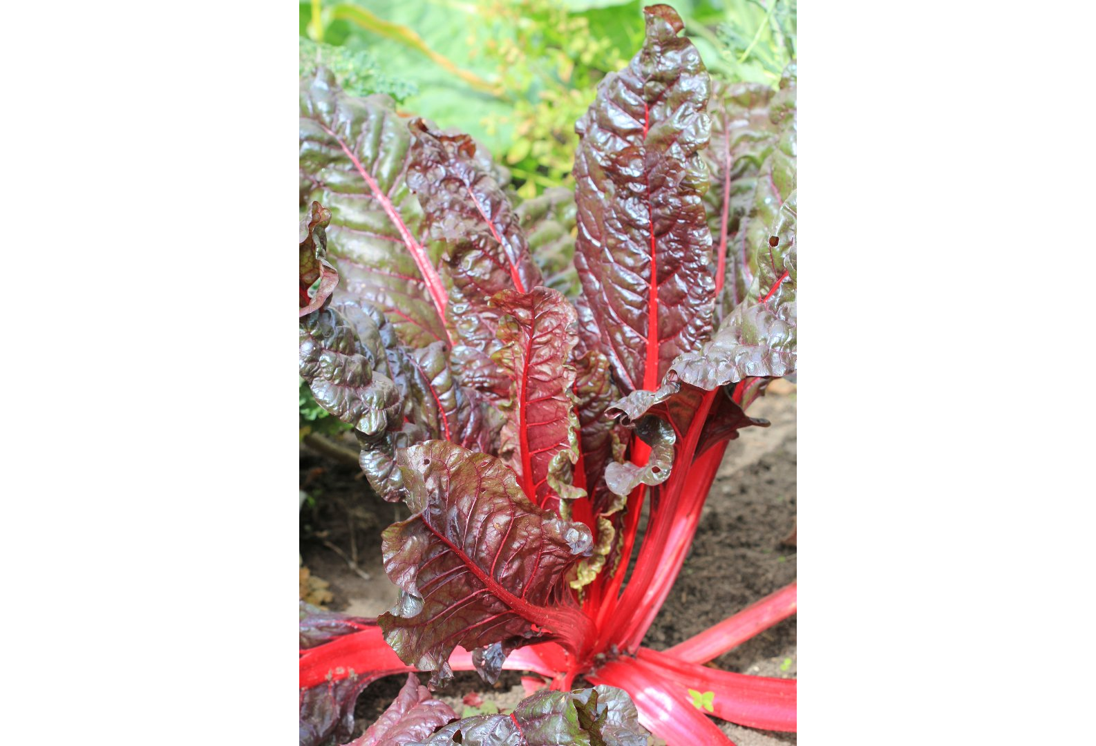 lapiniai burokėliai - Visuotinė lietuvių enciklopedija